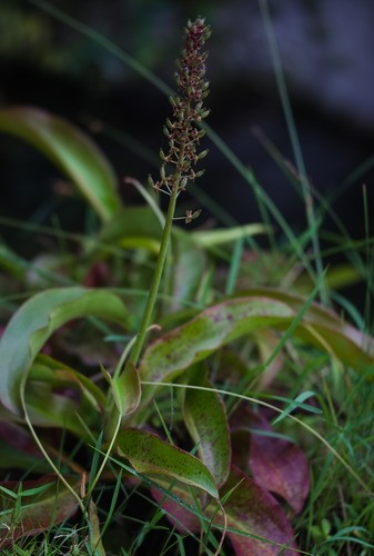 How to Plant and Grow Common swamp pitcher-plant(Nepenthes mirabilis)