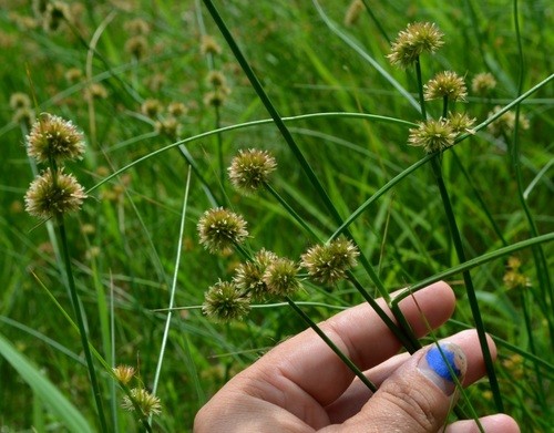 Juncus nodosus - PictureThis