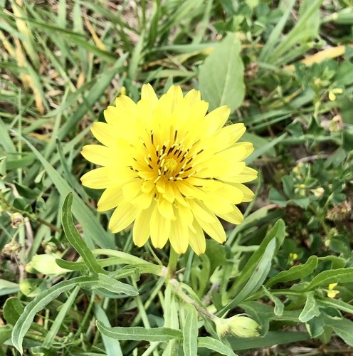 Smallflower desert-chicory (Pyrrhopappus pauciflorus) Flower, Leaf ...
