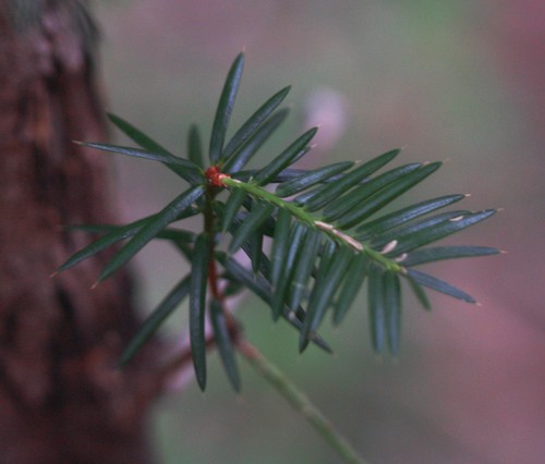 Torreya de California (Torreya californica) - PictureThis