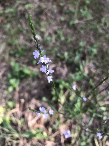 How to Plant and Grow Texas vervain(Verbena halei)