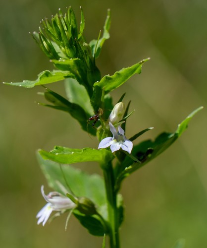 Tabaco indio (Lobelia inflata) - PictureThis
