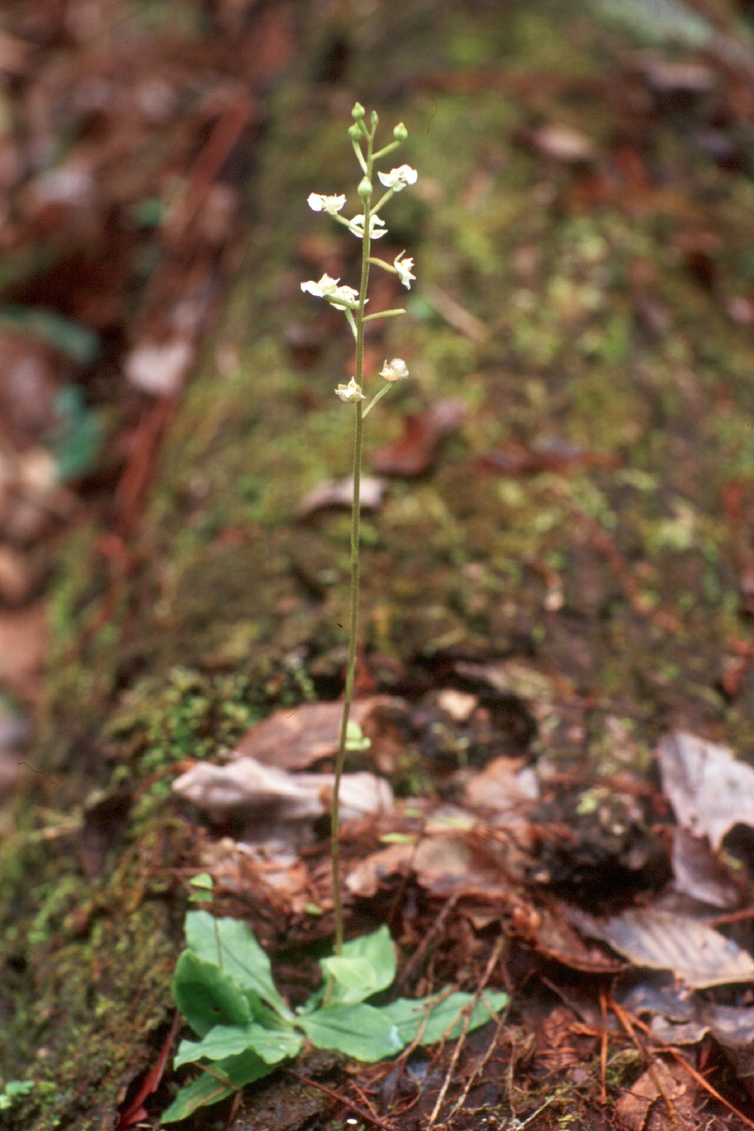Ponthieva racemosa - PictureThis