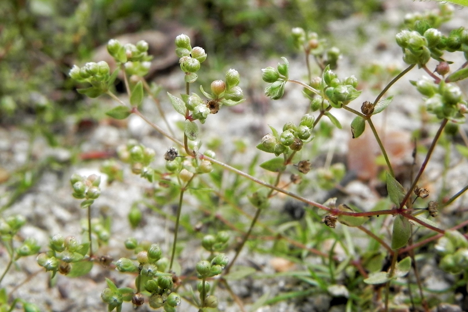 Allseed (Radiola linoides) Flower, Leaf, Care, Uses - PictureThis