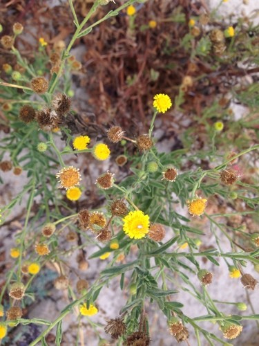 Spanish false fleabane (Pulicaria paludosa) Flower, Leaf, Care, Uses ...