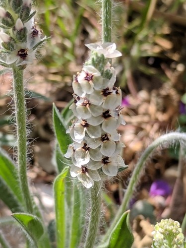 Plantago helleri - PictureThis