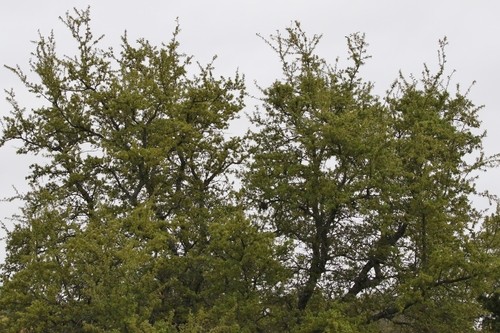 Texas live oak (Quercus fusiformis) Flower, Leaf, Care, Uses - PictureThis