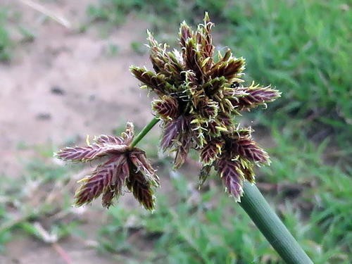 Cyperus marginatus - PictureThis