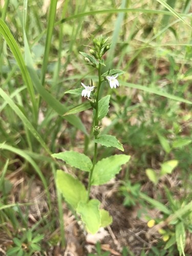 Tabaco indio (Lobelia inflata) - PictureThis