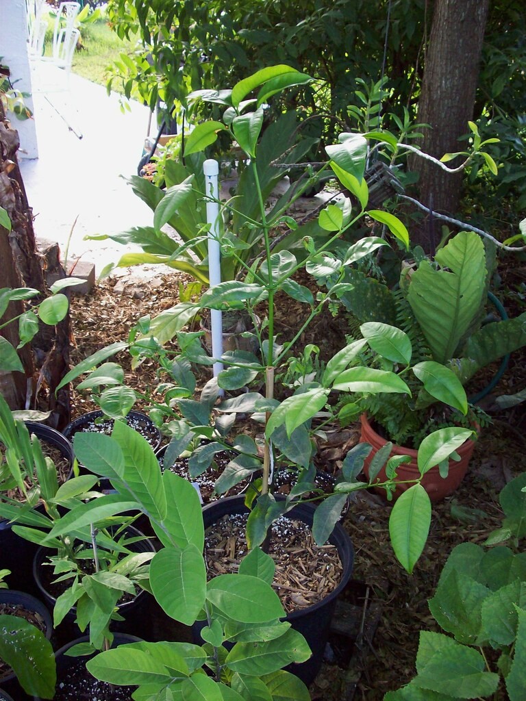 Bumpy lemon (Garcinia madruno) Flower, Leaf, Care, Uses - PictureThis