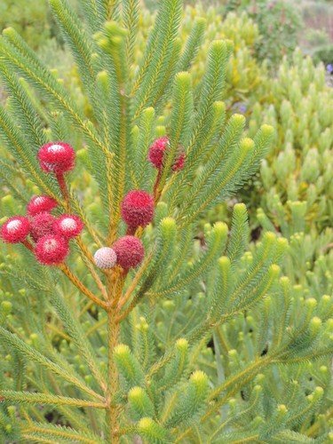 Berzelia stokoei - PictureThis