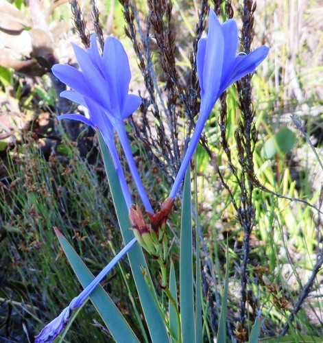 Nivenia stokoei - PictureThis