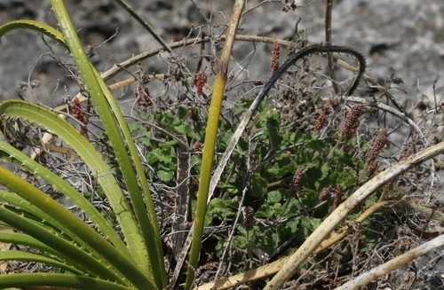 Hierba del cáncer (Acalypha monostachya) - PictureThis