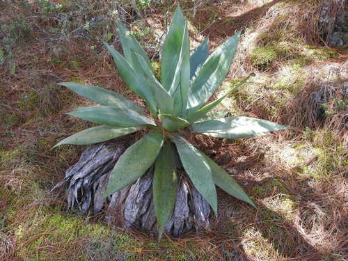 🍀 Cómo cultivar y cuidar una Maguey