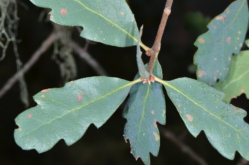 Roble azul (Quercus douglasii) - PictureThis