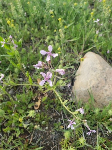 Purple mustard (Chorispora tenella) Flower, Leaf, Care, Uses - PictureThis