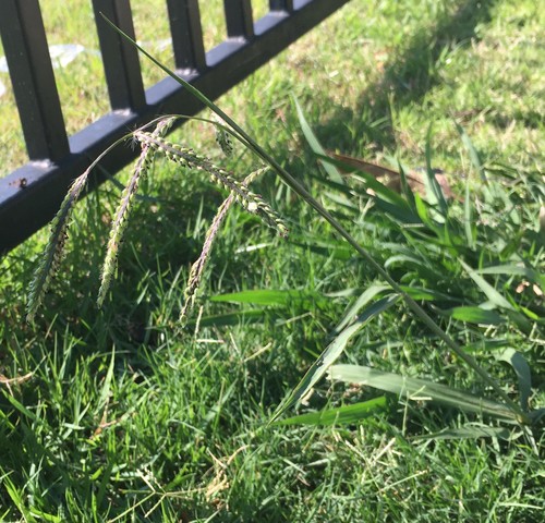 Rumput Australia (Paspalum dilatatum) - PictureThis