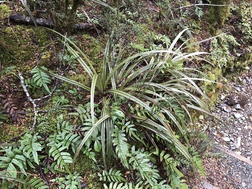 Astelia nervosa - PictureThis