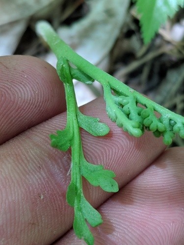 Botrychium acuminatum - PictureThis