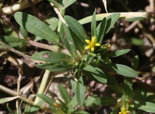 Spreading chinchweed (Pectis prostrata) Flower, Leaf, Care, Uses ...