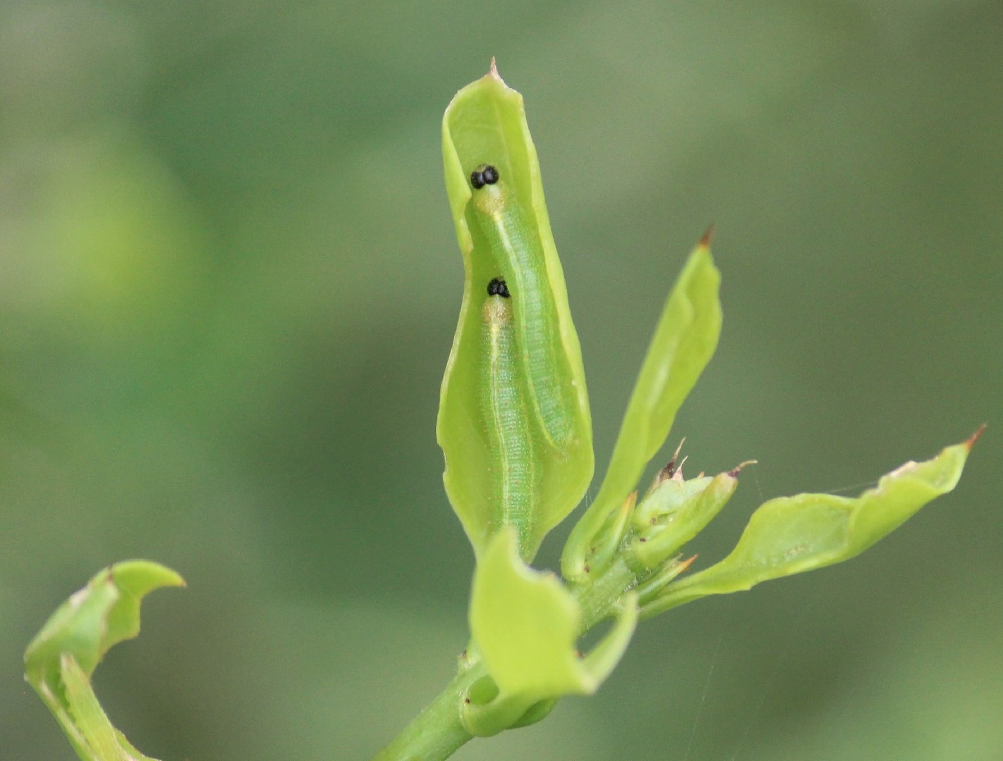 Azima tetracantha - PictureThis
