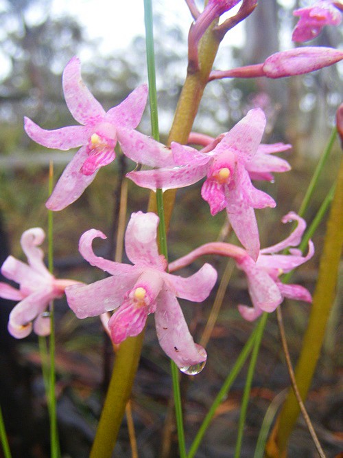 Dipodium roseum - PictureThis