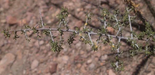 Tecomblate (Condalia warnockii) - PictureThis