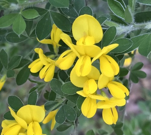 Retamilla (Genista monspessulana) - PictureThis