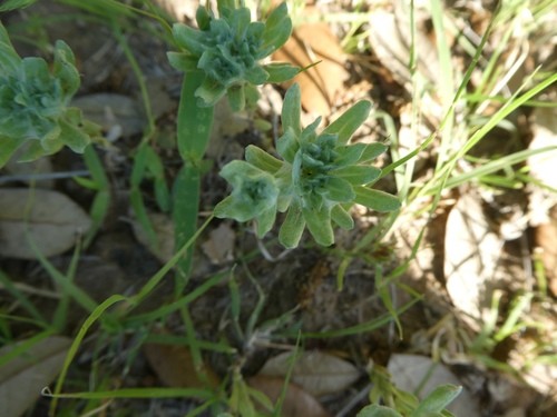 Big-head rabbit-tobacco (Diaperia prolifera) Flower, Leaf, Care, Uses ...