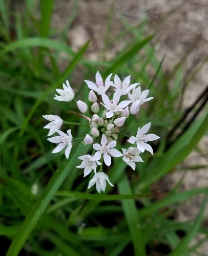 Allium Canadense