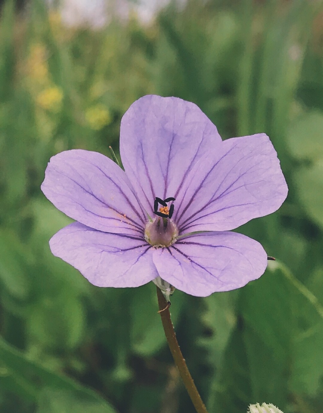 Pico de grulla (Erodium gruinum) - PictureThis