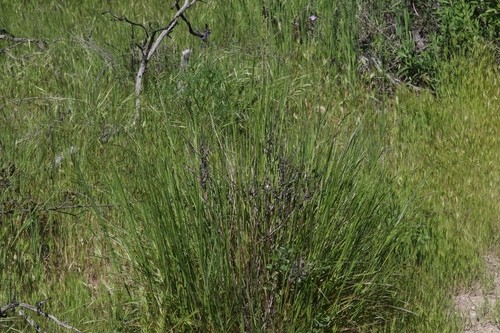 Melic de california pequeña (Melica imperfecta) - PictureThis