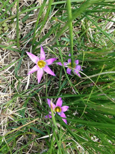 Romulea rosea - PictureThis