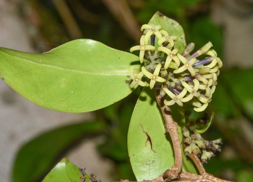 Kadua Flower, Leaf, Care, Uses - PictureThis