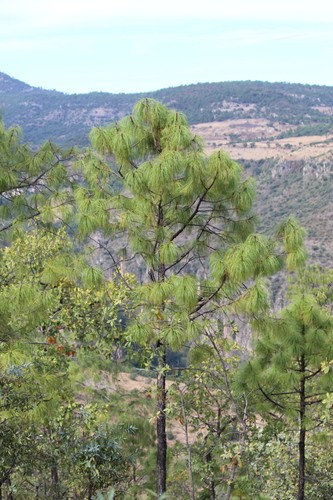 Pino blanco (Pinus devoniana) - PictureThis