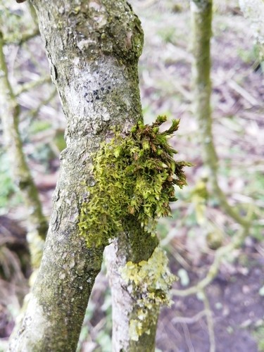 Metzgeria Care (Watering, Fertilize, Pruning, Propagation) - PictureThis