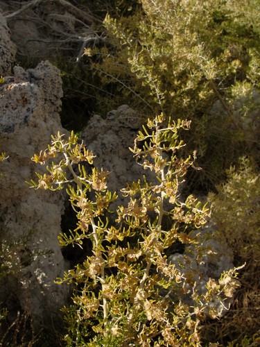 Greasewood (Sarcobataceae) Flower, Leaf, Care, Uses - PictureThis