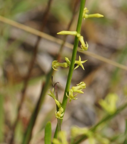 Stackhousia viminea - PictureThis