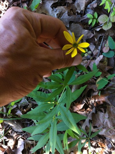 Greater Tickseed (Coreopsis major) Flower, Leaf, Care, Uses - PictureThis
