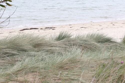 European beach grass (Ammophila arenaria) Flower, Leaf, Care, Uses ...
