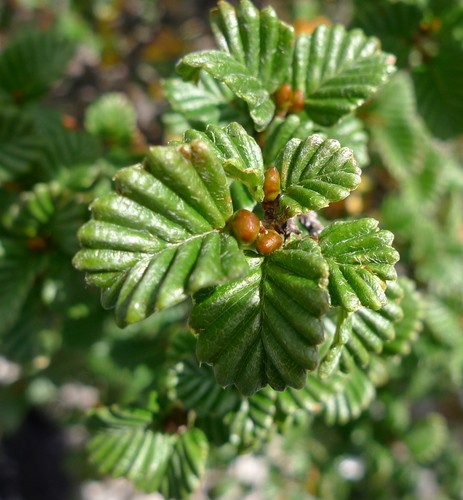 Nothofagus gunnii - PictureThis