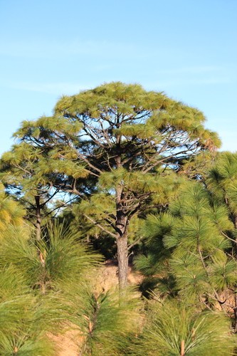 Pino blanco (Pinus devoniana) - PictureThis