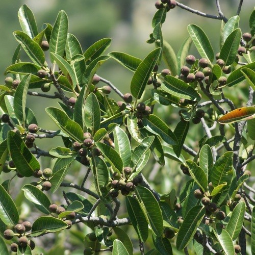 Chalate (Ficus crocata) - PictureThis