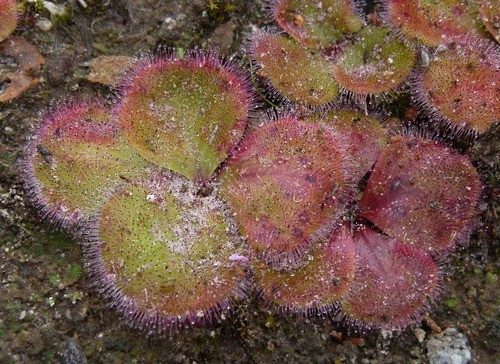Red ink sundew (Drosera erythrorhiza) Flower, Leaf, Care, Uses ...