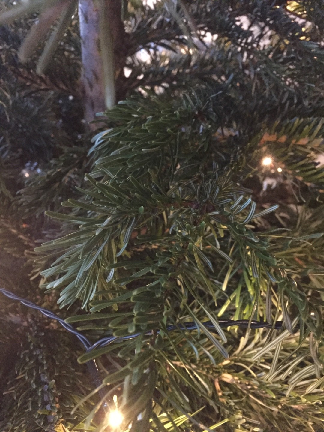 Pino real blanco de las sierras (Abies lasiocarpa) - PictureThis