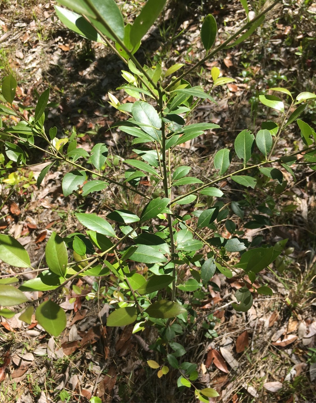 Ilex coriacea - PictureThis