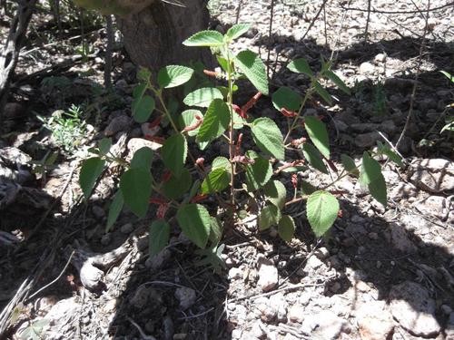 Hierba del cáncer (Acalypha monostachya) - PictureThis