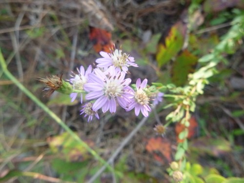 How to identify Eastern silver aster (Symphyotrichum concolor)
