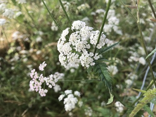 Gewöhnlicher Klettenkerbel (Torilis japonica) - PictureThis