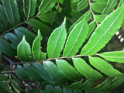 Ptisana attenuata Flower, Leaf, Care, Uses - PictureThis